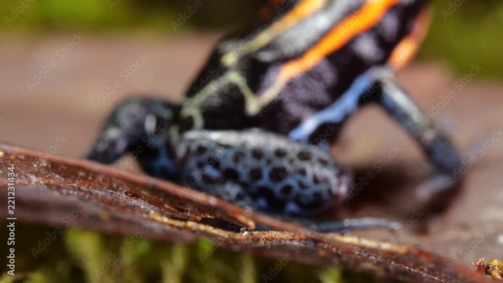 Reticulated Poison Frog (Ranitomeya ventrimaculata) on the rainforest ...