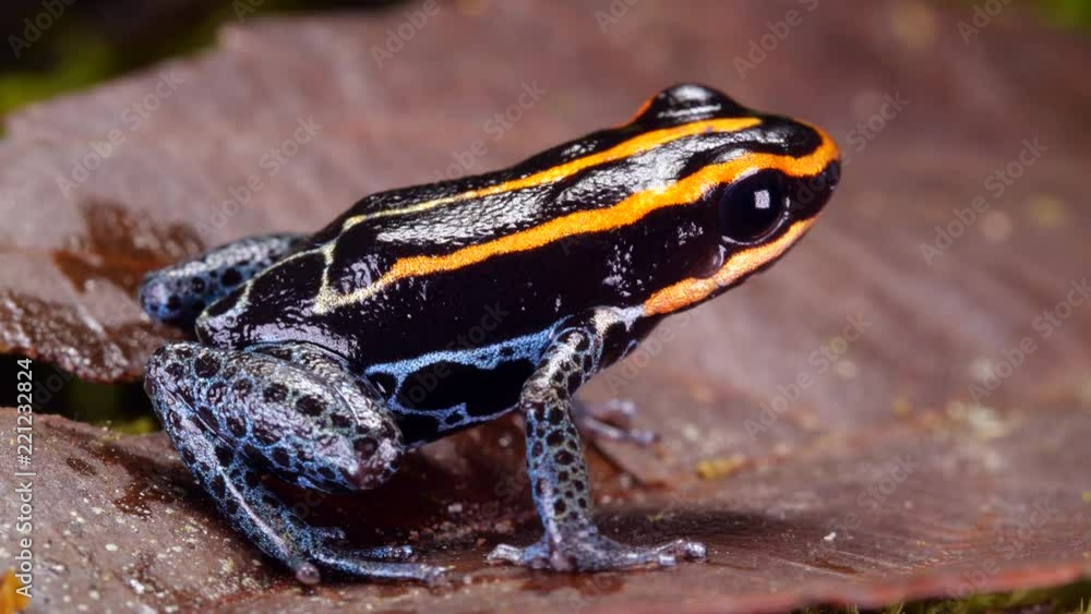 Reticulated Poison Frog (Ranitomeya ventrimaculata) on the rainforest ...