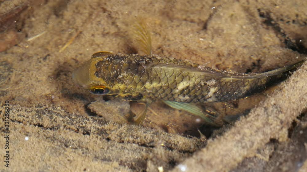 Amazonian cichlid fish brooding its young in the wild. Both male and ...