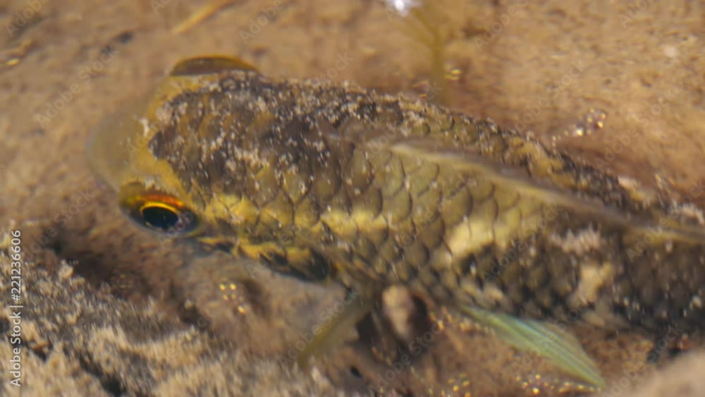 Amazonian cichlid fish brooding its young in the wild. Both male and ...