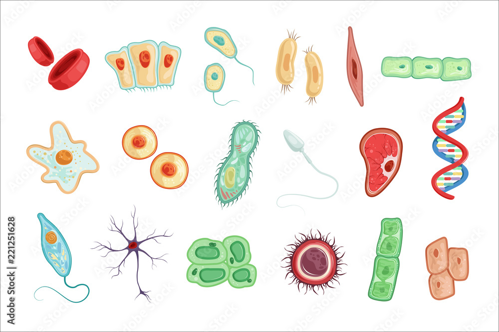 Anatomy of human cells set of detailed vector Illustrations Stock ...