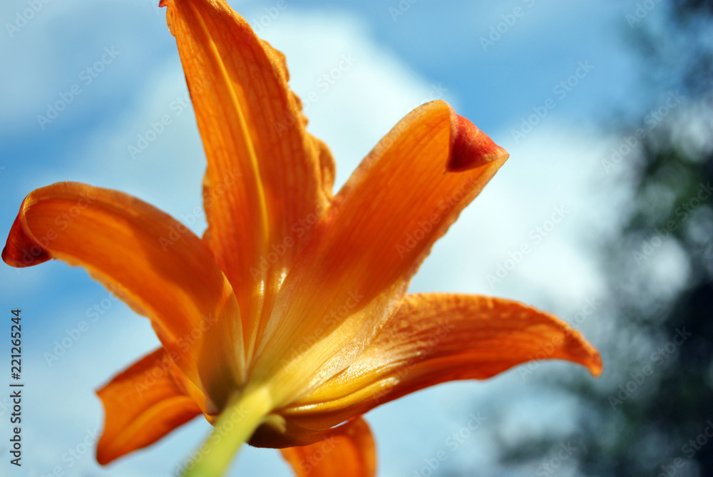 Hemerocallis fulva, the orange, tawny, tiger or fulvous daylily, ditch ...