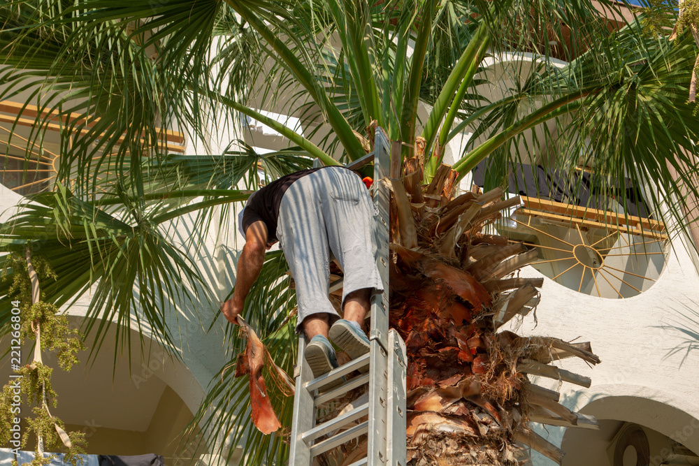 The hotel worker clears the dry leaves of the palm. Formation of palms ...