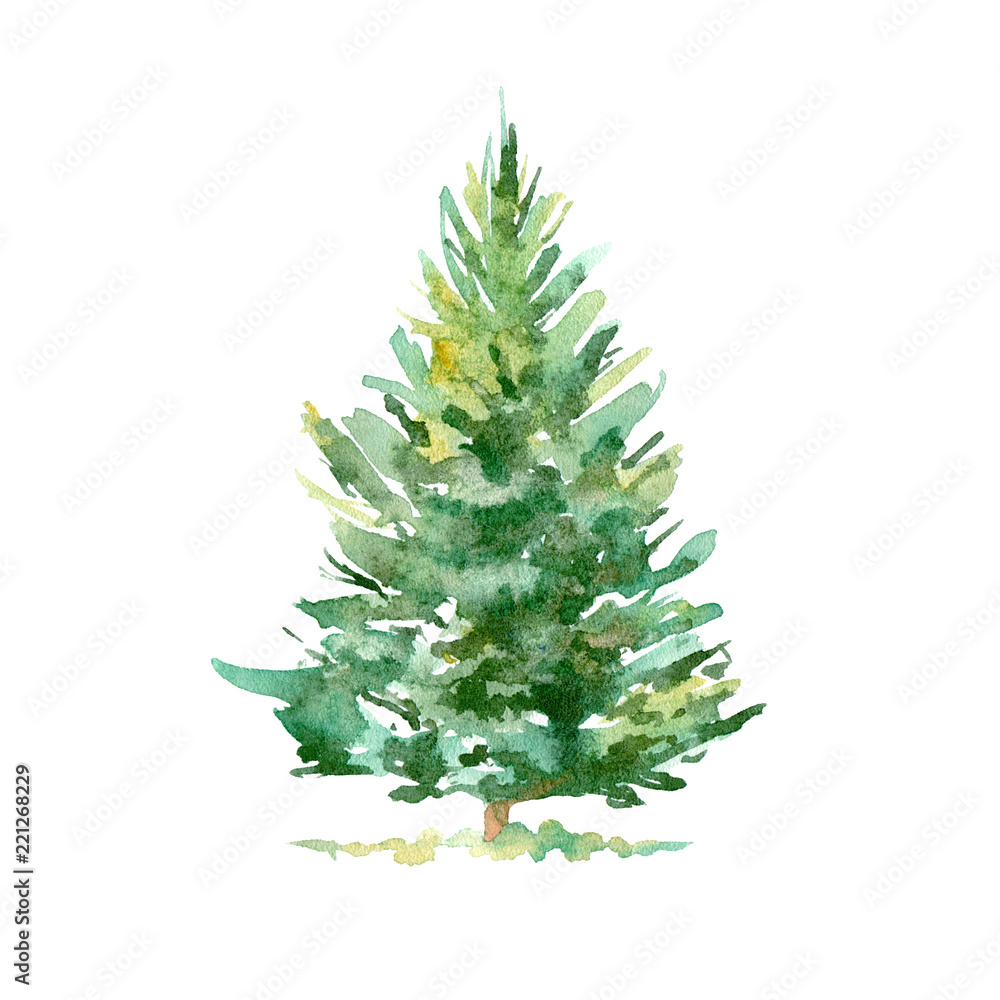 Spruce tree.Coniferous forest.Watercolor hand drawn illustration.White ...