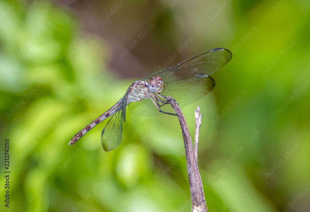 dragonfly is an insect belonging to the order Odonata, infraorder ...