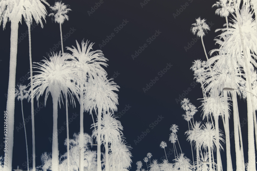 Color negative photograph of palm trees in West hollywood, California ...