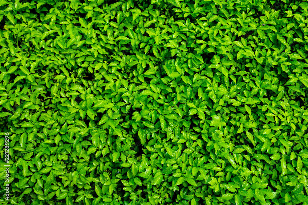 Green leaves background. Green leaves color tone dark in the morning ...