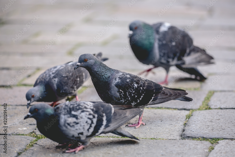 Tauben Stock Photo | Adobe Stock