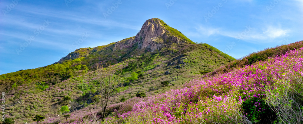 Peak of the Hwangmaesan Country Park in South Korea. Pink royal azalea ...