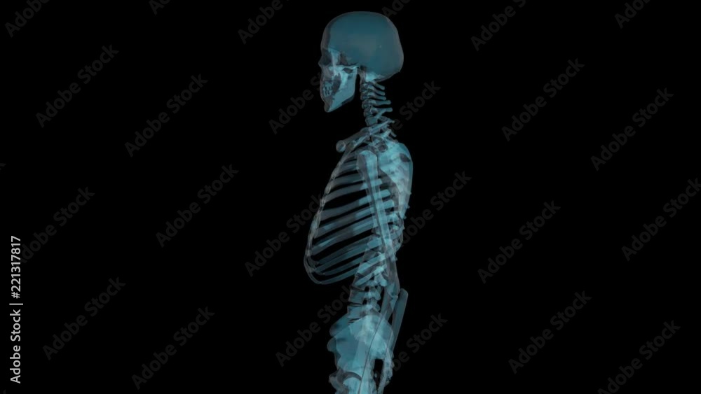 Human Skeleton Rotating X-Ray Scan. Seamless Loop with Transparent ...