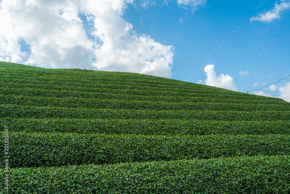 Tea plantation landscape on clear day. Tea farm with blue sky and white ...