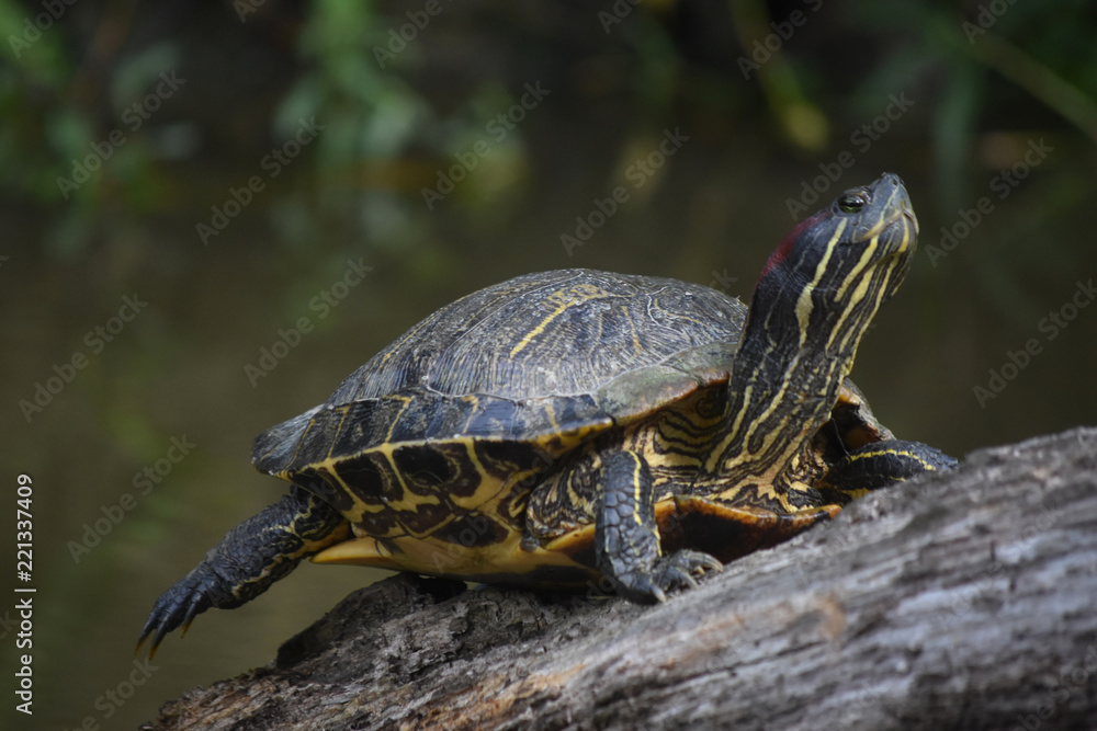 Stunning Capture of a Turtle Balanced on a Log Stock Photo | Adobe Stock