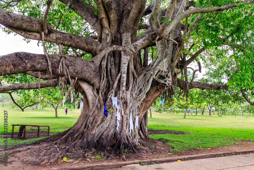 Big holy Bodhi tree in a park in Sri Lanka Stock Photo | Adobe Stock
