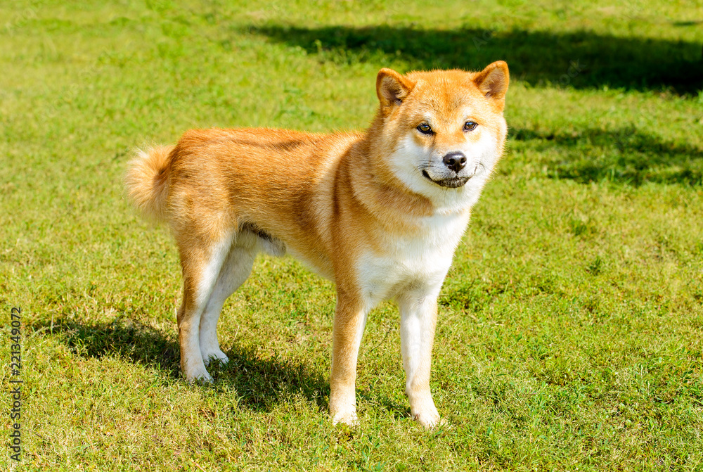 Shiba Inu looks in camera. The Shiba Inu stands on the green grass ...