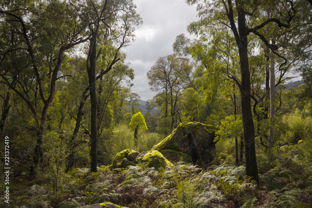 Beautiful scenery of Australian Forest with shiny moss and ferns ...