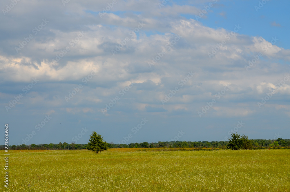 Green field showing a single tree in vast open spaces of rural America ...