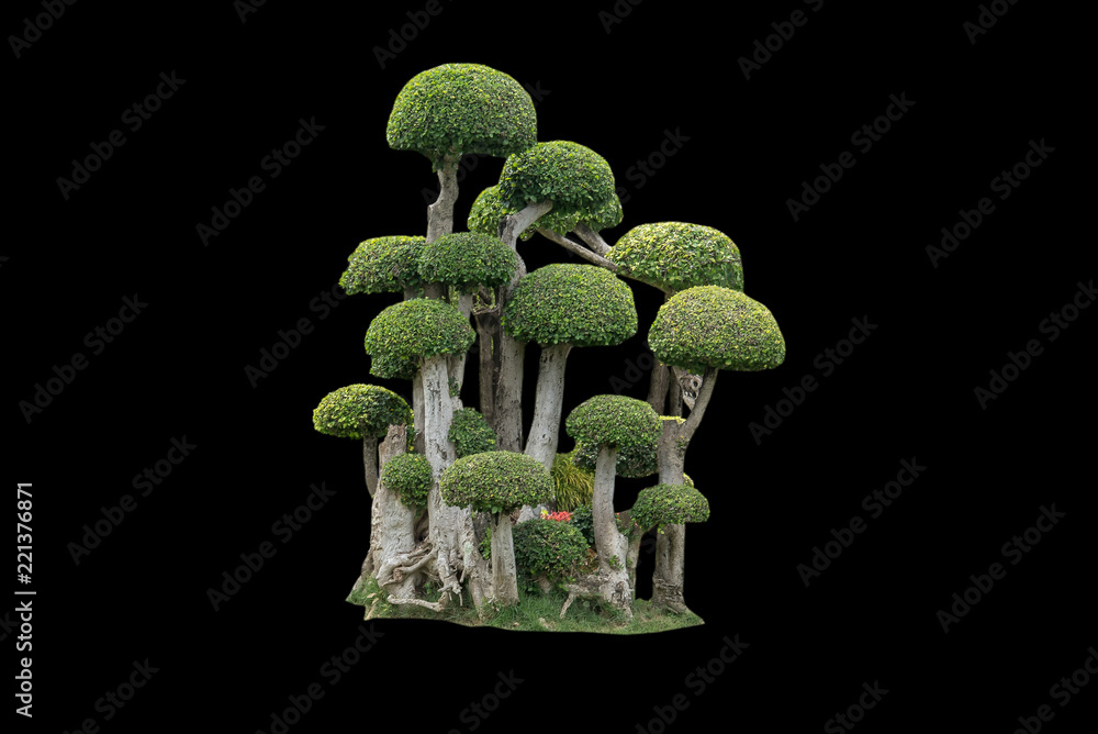 Bon side Wood bending, branching off from the white background. Stock ...