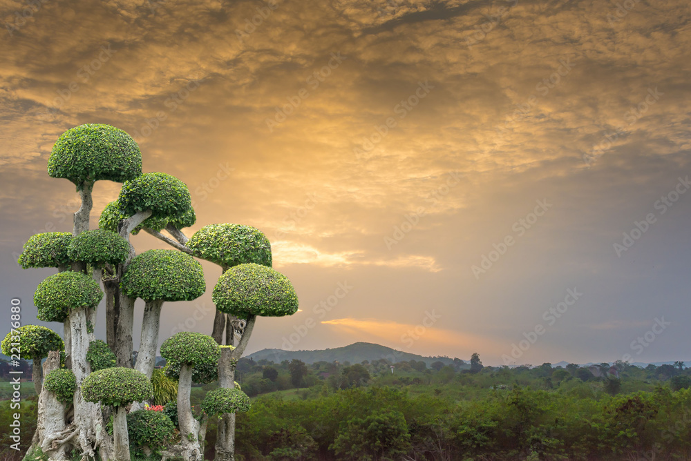 Bon side Wood bending, branching off from the white background. Stock ...