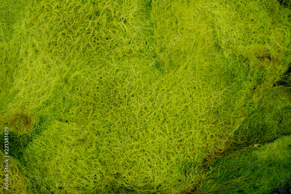 Green algae background and texture and large copy space Stock Photo ...