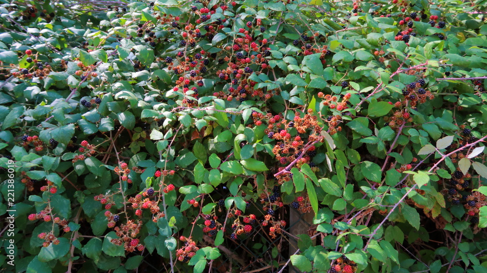 Planta silvestre, zarza o zarzamora con moras maduras negras y rojas ...