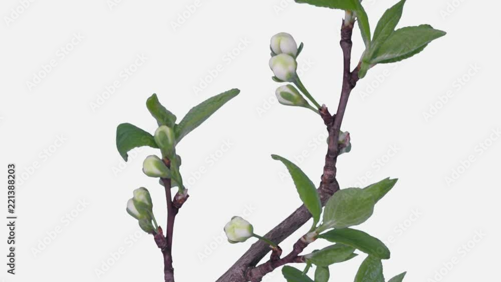 Time-lapse of blooming plum tree branch 17d1w in PNG+ format with ALPHA ...