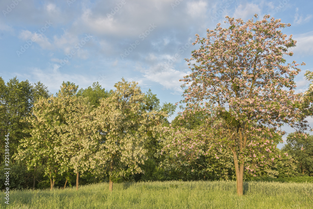 Rose-acacia (Robinia hispida) background on a tree branch with pleasant boke Stock-Foto | Adobe ...
