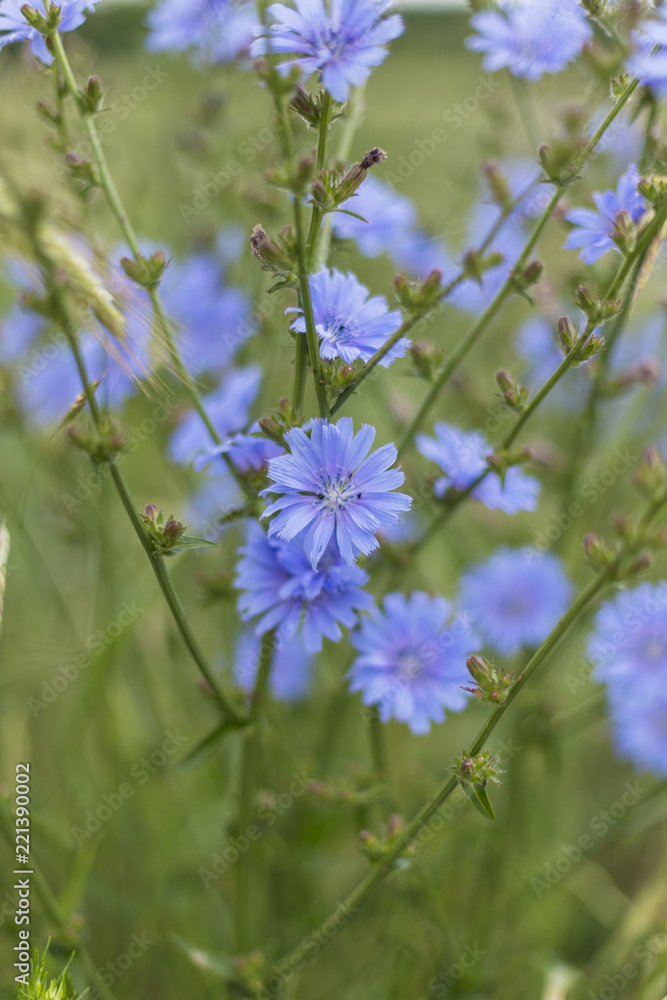 Wild Chicory