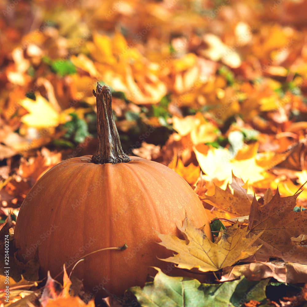 Pretty Fall Pictures With Pumpkins