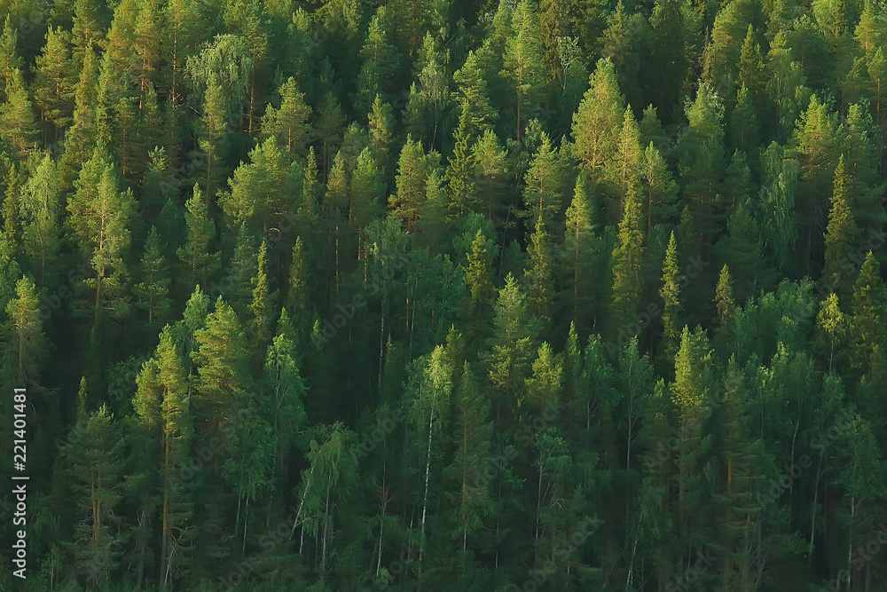 texture coniferous forest top view / landscape green forest, taiga ...