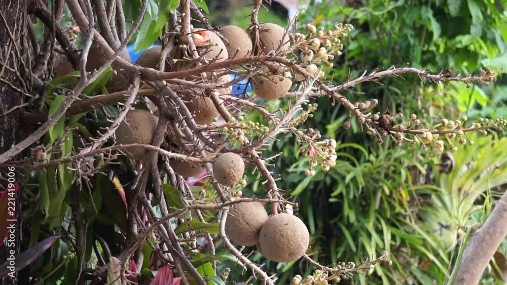 Fruits of Shorea robusta also known as sal, sakhua or shala tree. This ...