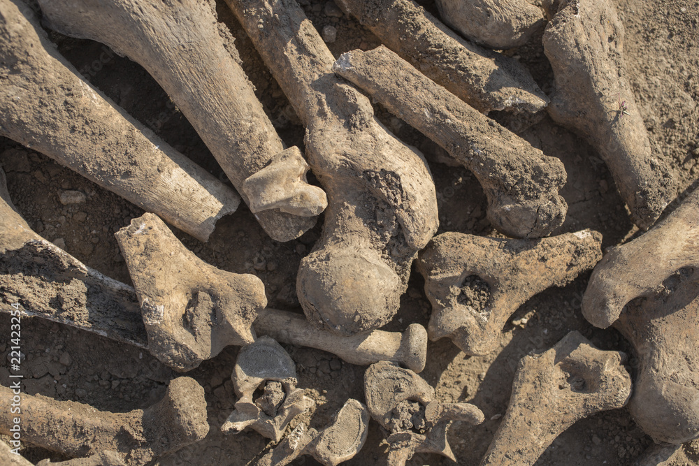 Foto de The legacy of the Ottoman Empire. Exhumation of executed people ...