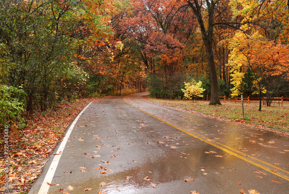 Fall Trees Road Background