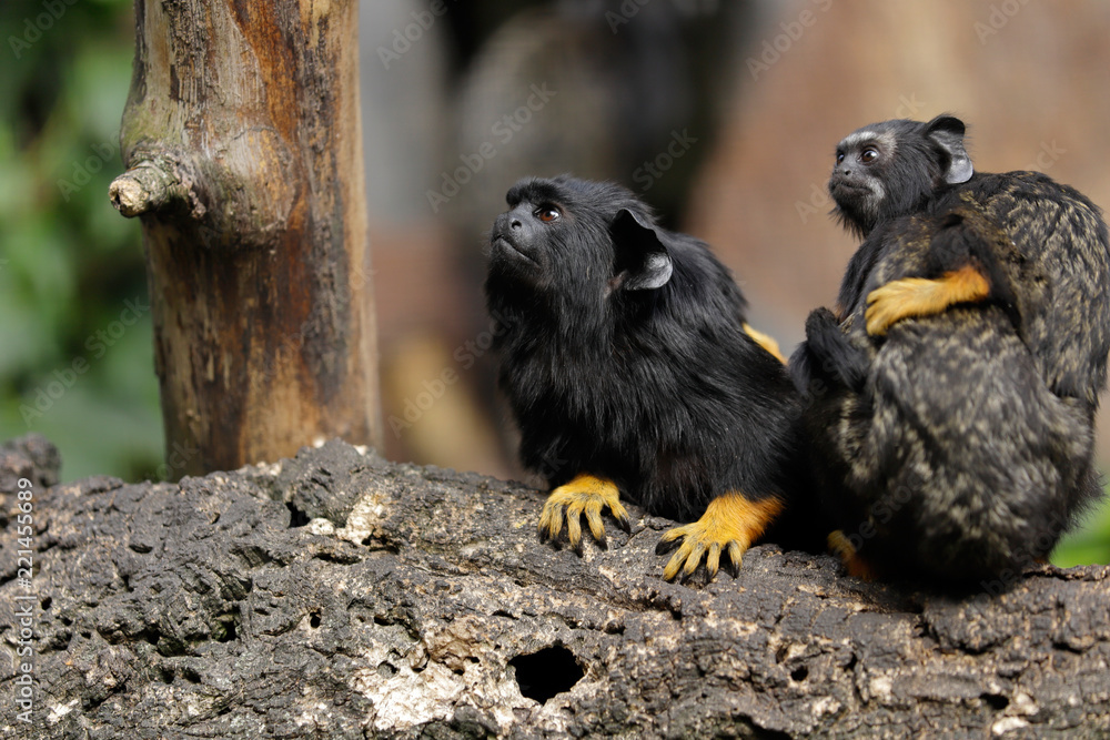 Family of the red-handed midas tamarin monkeys, New World monkey Stock ...