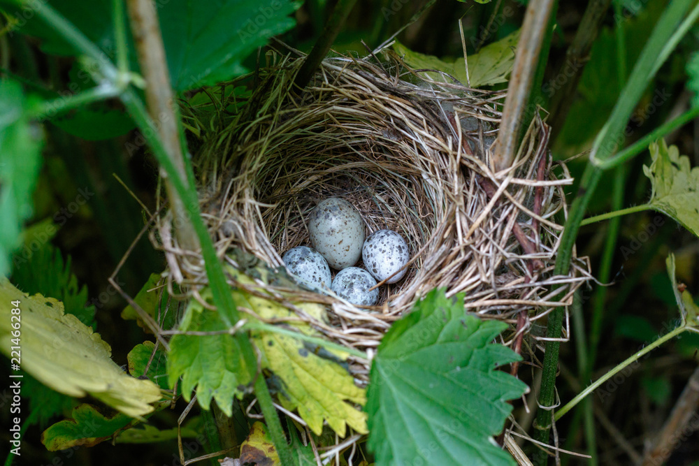 Acrocephalus palustris. The nest of the Marsh Warbler in nature. Common ...