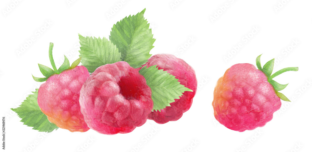 raspberries, watercolor hand-drawn drawing of a red berry, isolated ...