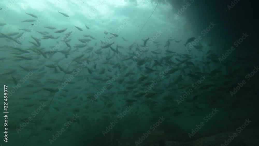school of Black cod fish or Smallscaled Cod (Notothenia microlepidota ...