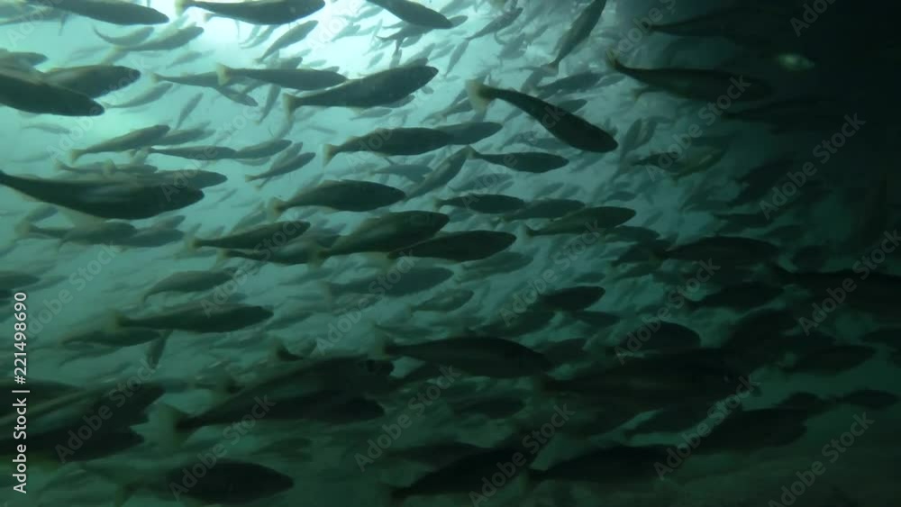 Vidéo Stock school of Black cod fish or Smallscaled Cod (Notothenia ...