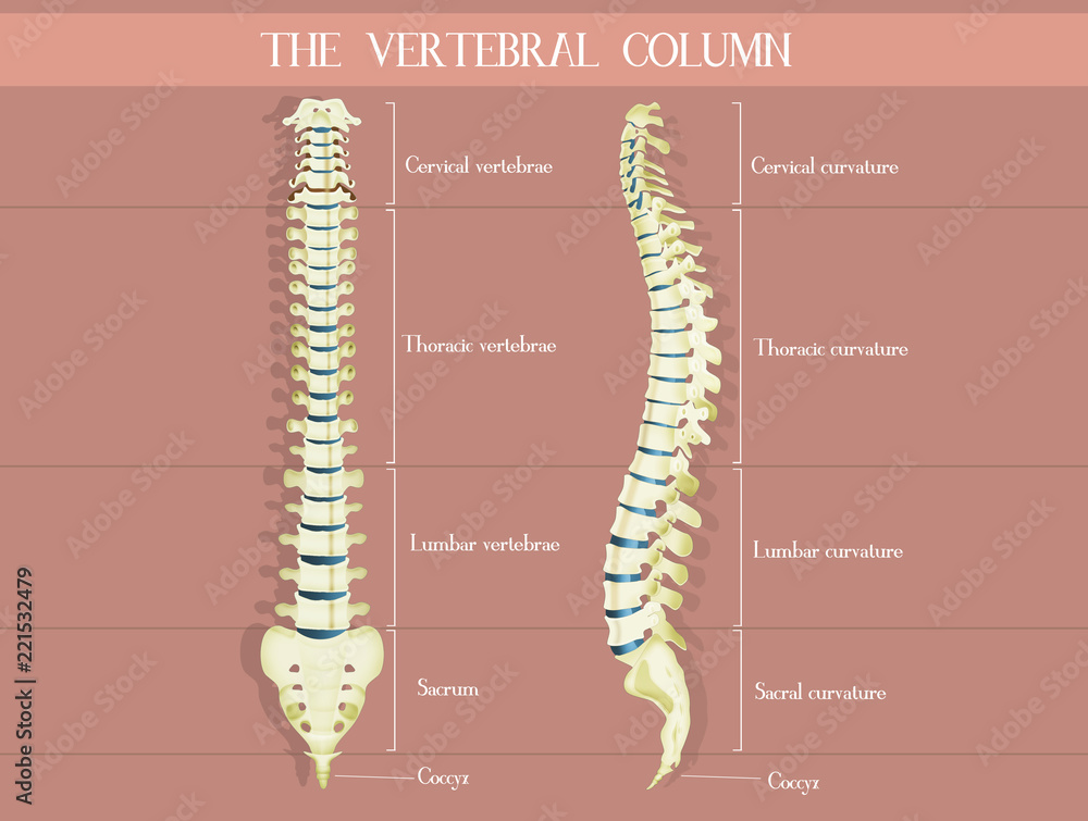 the vertebral colum diagram Stock Illustration | Adobe Stock