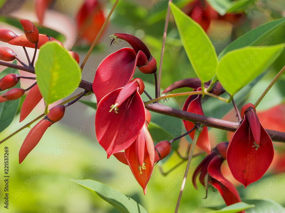 Erythrina crista-galli. Le Ceibo ou bucaré originaire d'Amérique du sud ...