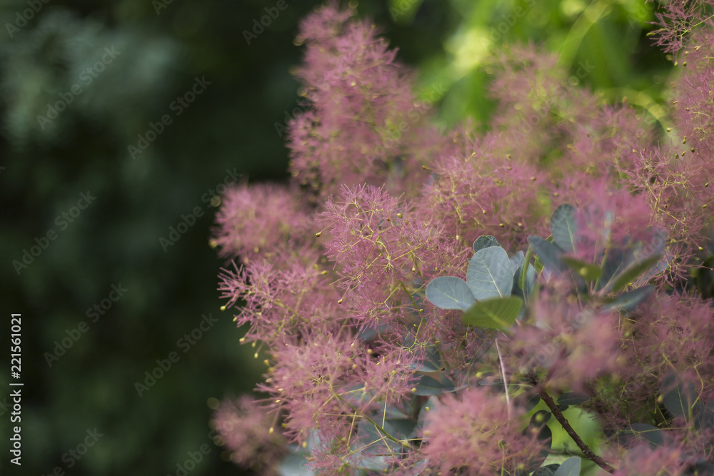 Foto de European smoketree (cotinus coggygria) branches with leaves and ...