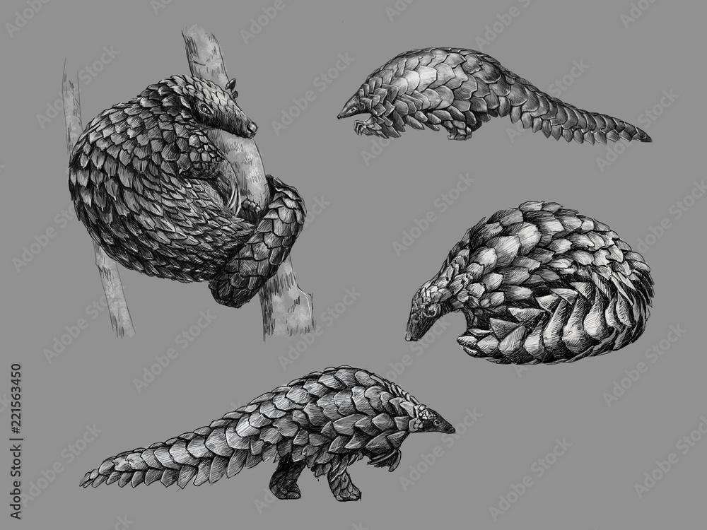 Black and white monochromatic freehand sketch of a pangolin Stock ...