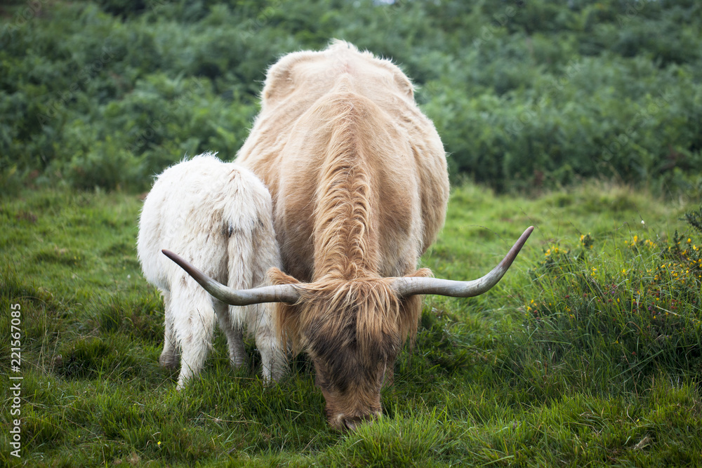Vaca de las Tierras Altas de Escocia amamantando a su ternero Stock ...