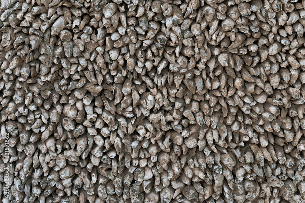 wall made of oyster shells as background and texture Stock Photo ...