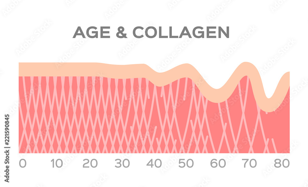 collagen in younger skin and aging graphic vector / age Stock Vector ...