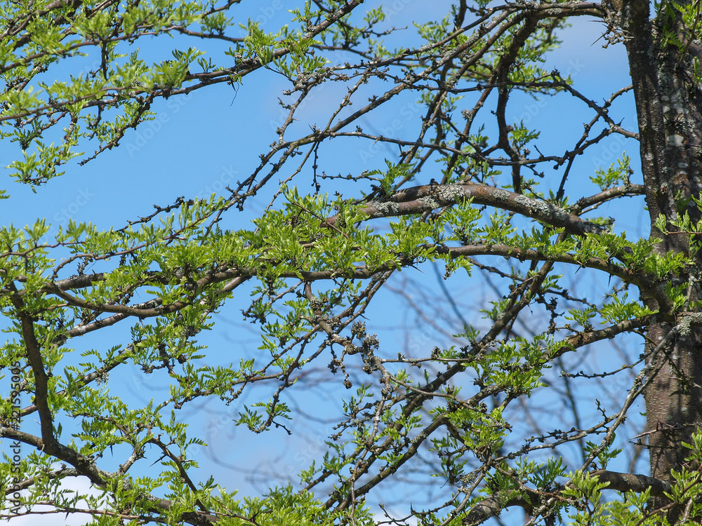 Gleditsia triacanthos. Le févier d'Amérique ou févier épineux, un grand ...