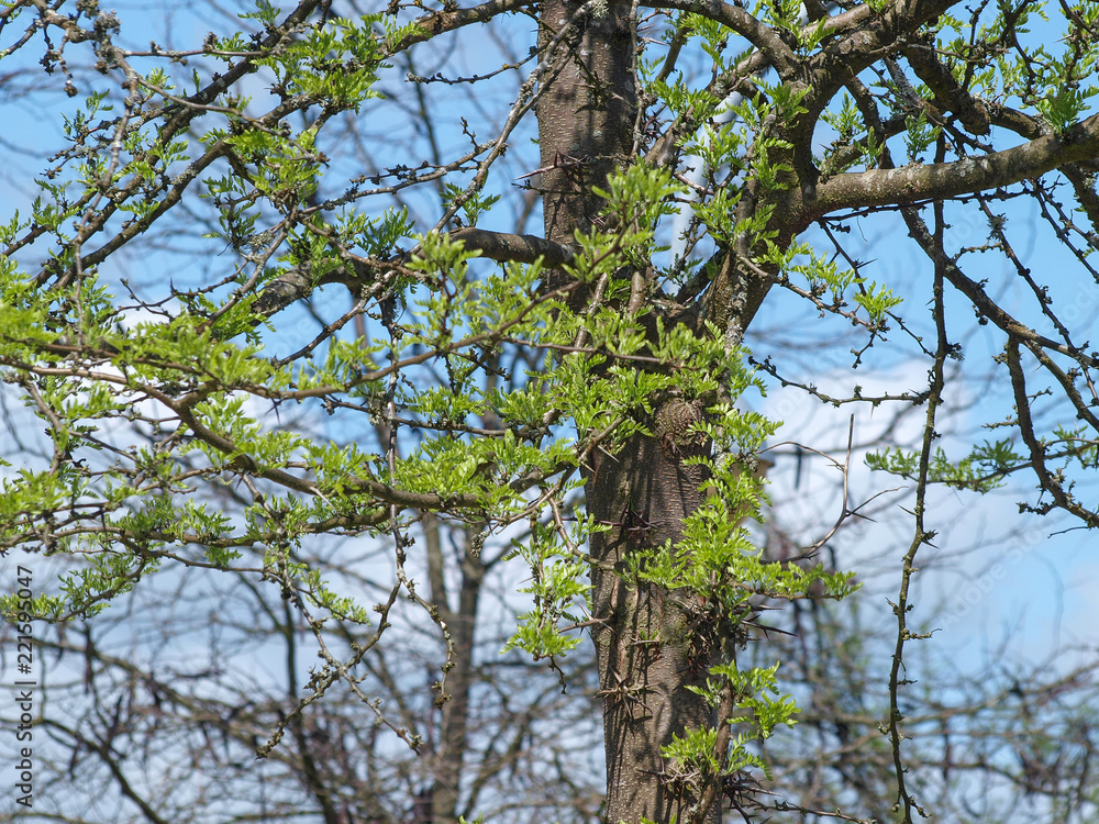 Gleditsia triacanthos. Le févier d'Amérique ou févier épineux, un grand ...