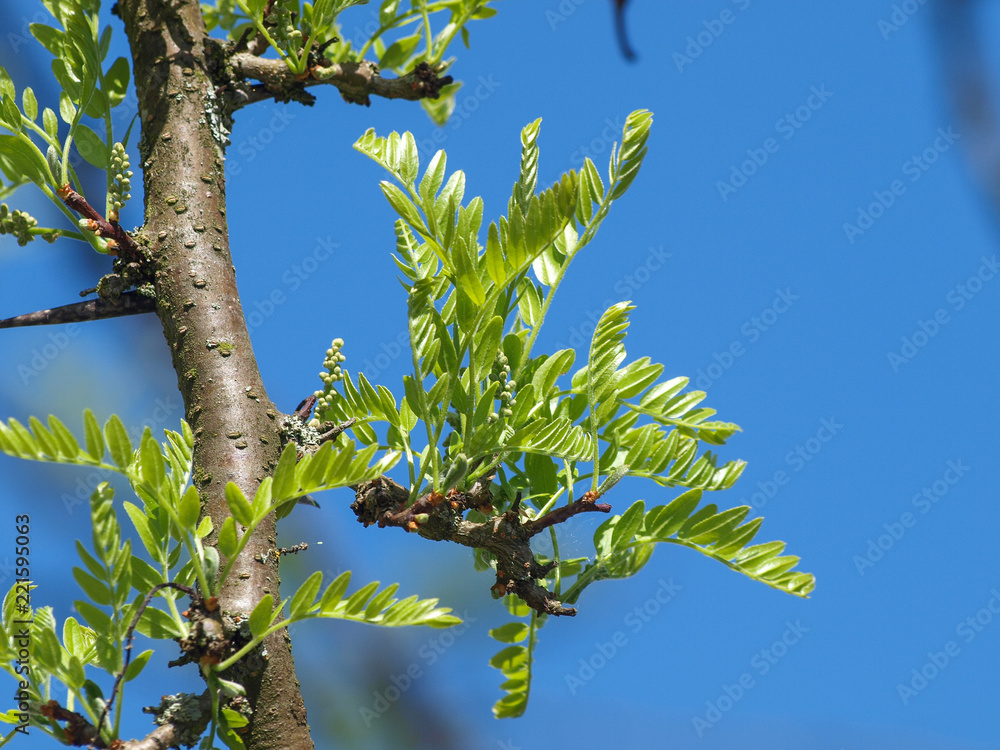 Gleditsia triacanthos. Le févier d'Amérique ou févier épineux, un grand ...