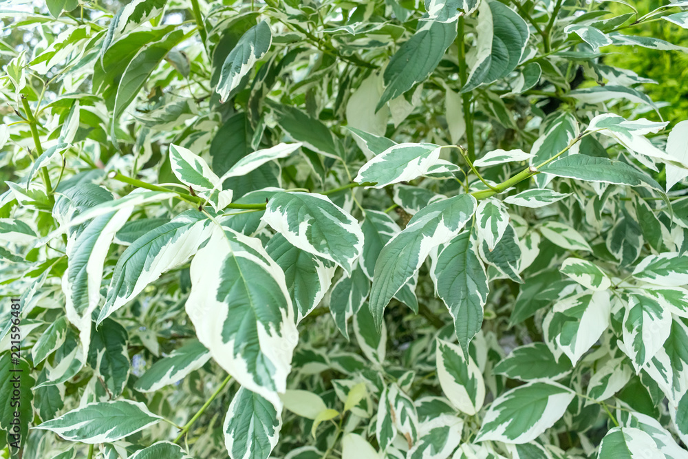 Foto de Weeping fig, benjamin fig, ficus tree outdoors leaves close up ...