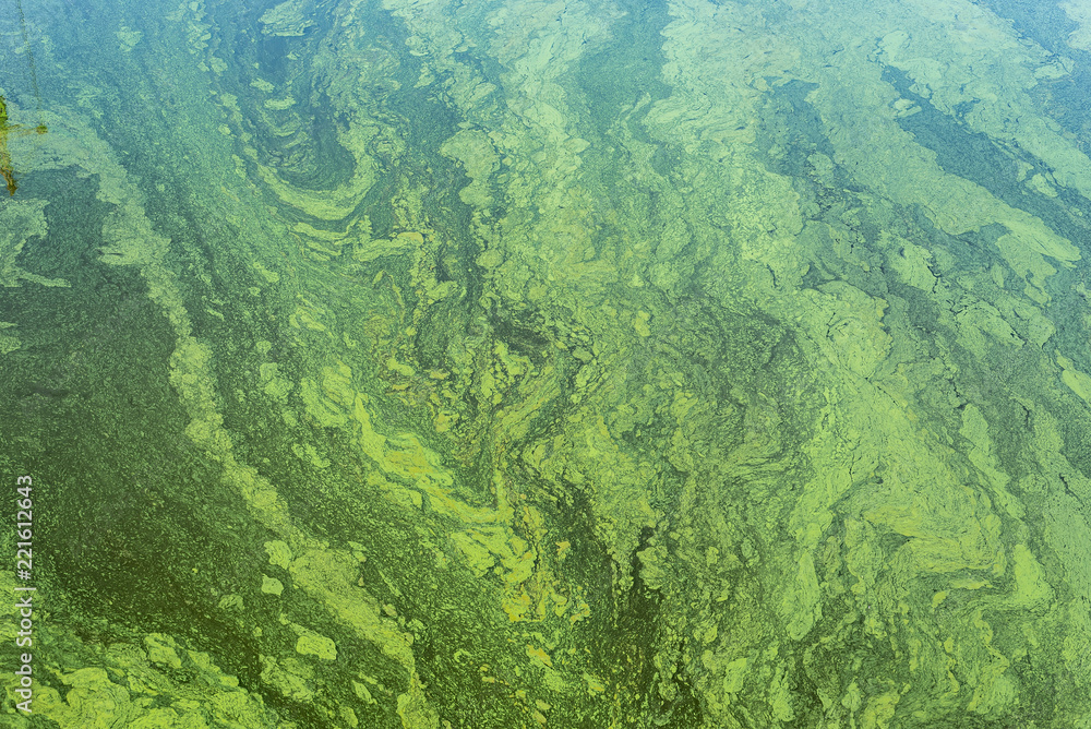 green algae with cyanobacteria on the surface of the river. flowering ...