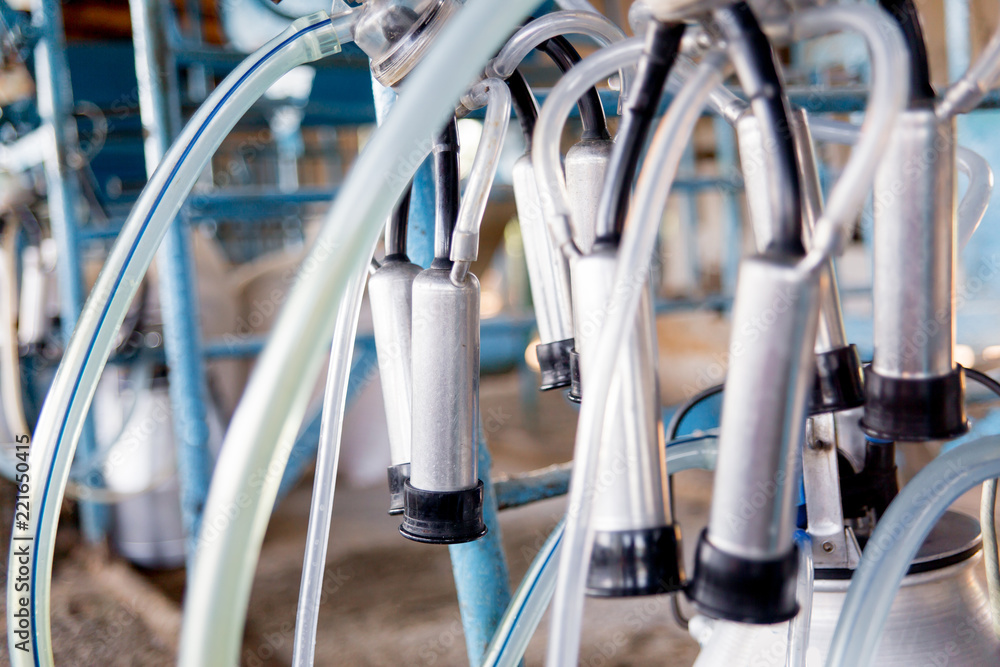 Cow milking facility and mechanized milking equipment. dairy farm Stock ...